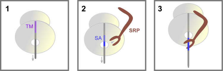 targeting to the ER – Rospert Lab
